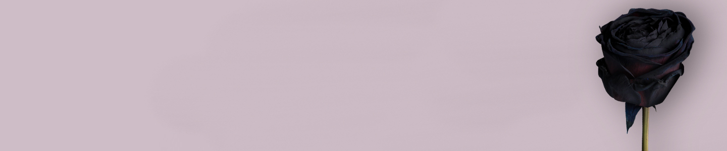 Zwarte Rozen Bestellen en Laten Bezorgen | Surprose.nl