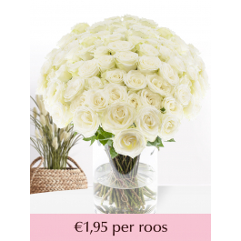 500 tot en met 1001 witte rozen - Snowstorm | SURPROSE.NL