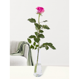 Roze roos inclusief vaasje - Revival | Felroze roos | Surprose