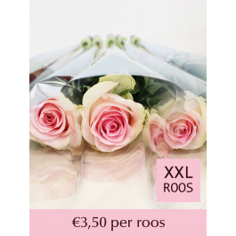 Zachtroze rozen per stuk verpakt - Sweet Revival - 10 t/m 99