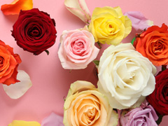 Bos rozen bestellen | Rozenboeket online bestellen | Surprose.nl