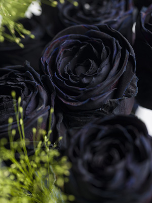 Gekleurde rozen | blog van Surprose